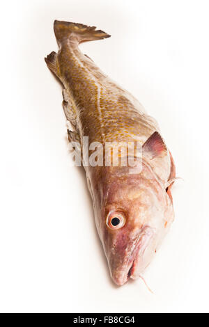 Whole large 2kg Atlantic cod (Gadus morhua) fish, Isolated on a white ...