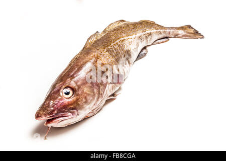 Whole large 2kg Atlantic cod (Gadus morhua) fish, Isolated on a white ...