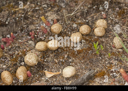 Brown Hare droppings - Lepus europaeus Stock Photo - Alamy