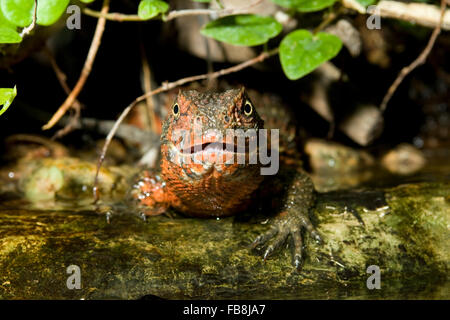 Chinese xenosaur, Chinese crocodile lizard, Krokodilschwanz-Höckerechse ...