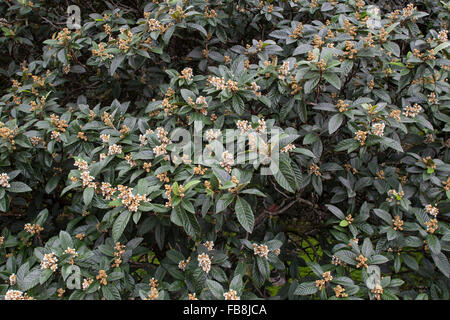 Japanese medlar, Japanese plum, Chinese plum, Japanische Wollmispel ...