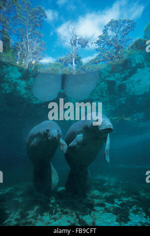 Two manatees in Crystal River, Florida, USA Stock Photo - Alamy