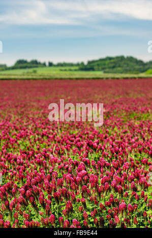 Red clover plants under cultivation in full bloom near North Plains ...