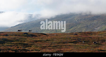 A few reindeer on a mountain slope. Colorful bushes and creepers on the ...