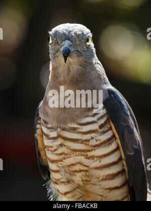 Pacific Baza - At David Fleay Wildlife Park Stock Photo - Alamy