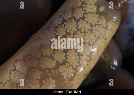 Golden star tunicate Botryllus schlosseri star ascidian star sea squirt ...