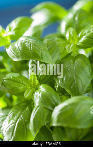 Wet Green Basil Leaves Fresh Spice, closeup, isolated on a white ...