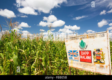 Maize crops in Malawi, Africa Stock Photo - Alamy
