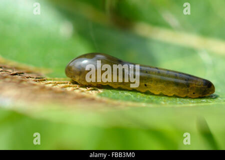 Pear slug sawfly Caliroa cerasi larvae eating sloe leaf potton ...