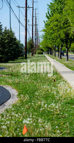 Sidewalk running between power poles and trees in a row fading into the ...