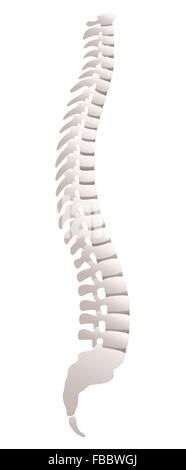 Illustration of human skeleton back view Stock Photo - Alamy