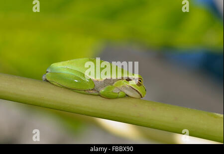 Savigny’s or Middle East Tree Frog - Hyla savignyi on large trumpet ...