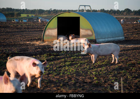 Outdoor reared free range pigs Stock Photo - Alamy