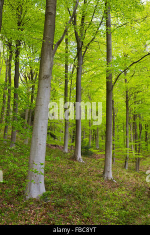 Haugh Woods; Herefordshire; UK Stock Photo - Alamy