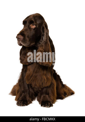 Front view of a Spaniel dog sitting to attention. He is looking up ...