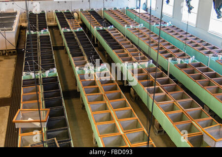 Egg incubation boxes inside the main hatchery at Bonneville Fish ...