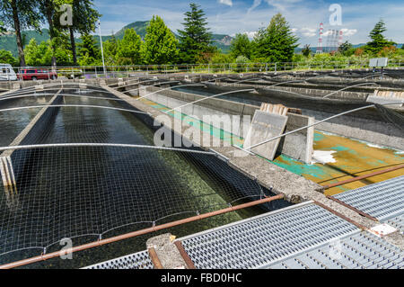 Hatchery ponds at Bonneville Fish Hatchery. Cascade Locks, Oregon, USA ...