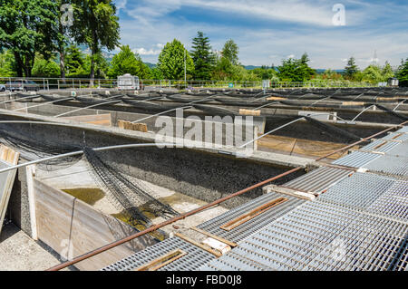 Hatchery ponds at Bonneville Fish Hatchery. Cascade Locks, Oregon, USA ...