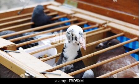 Pigeon market, Lier, Belgium Stock Photo: 86658888 - Alamy