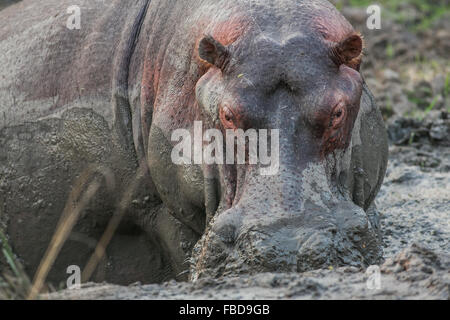 HIPPOPOTAMUS Hippo feet HIPPOPOTAMUS AMPHIBIUS Stock Photo - Alamy