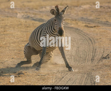 Zebra Feet Stock Photo - Alamy