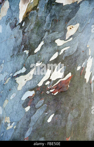 Eucalyptus pauciflora niphophila. Snow gum tree bark. UK Stock Photo ...