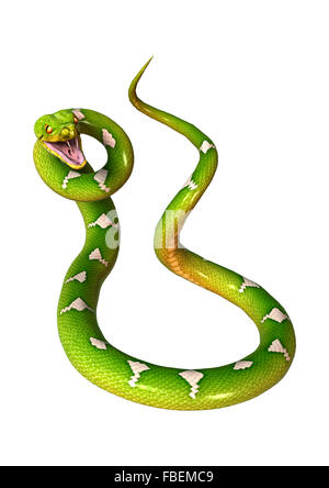 Morelia viridis, or green tree python, or herpetoculture hobby, chondro ...