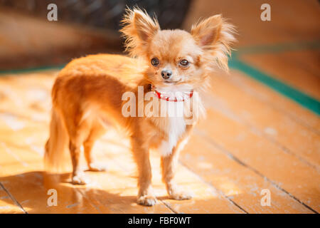 Small Chihuahua toy dog with pretty face and dark eyes with soft long ...
