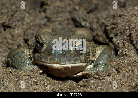 Arizona toad (Anaxyrus microscaphus) burrowing in mud and showing ...