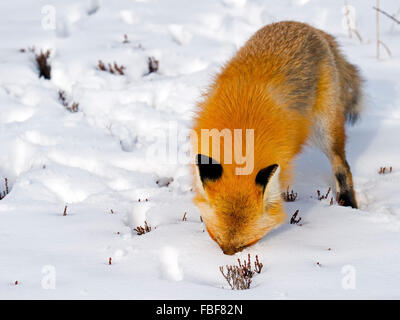 Red Fox in the Snow Stock Photo - Alamy