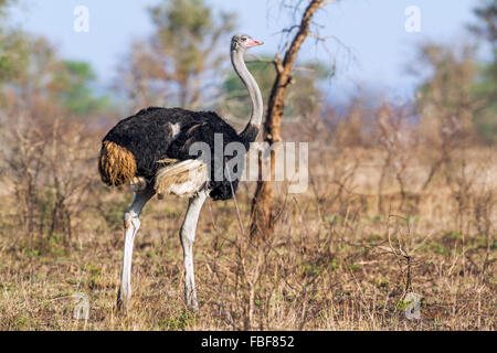 African ostrich Specie Struthio camelus family of Struthionidae Stock ...
