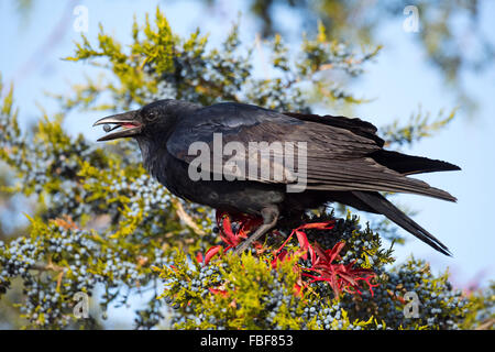 American crow (Corvus brachyrhynchos), eating a small nut, USA Stock ...