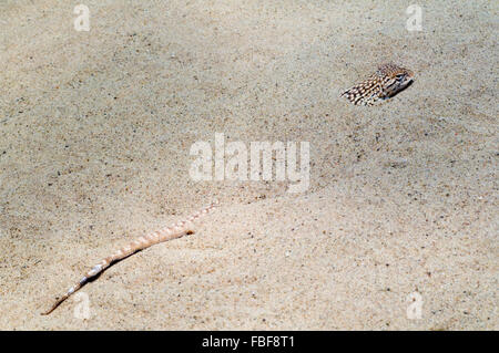 A Yuman Desert Fringe-toed Lizard (Uma rufopunctata) in the desert sand ...