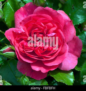 Kletterrose, Rosarium Uetersen Stock Photo - Alamy