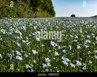 Linum usitatissimum - Flax seeds and oil Stock Photo - Alamy