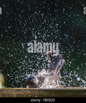 Black eyed Bulbul bathing in a garden bird bath. Bill legs and feet are ...