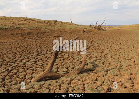 Carcasses of livestock are scattered over the dried out Molatedi Dam in ...