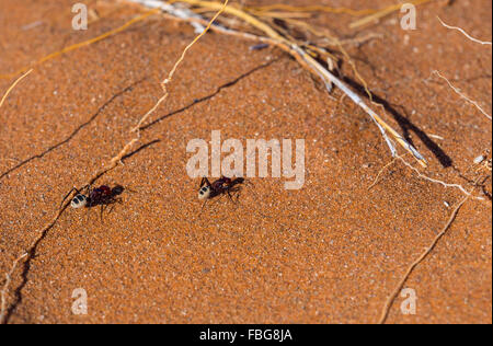 Detritus in the desert Stock Photo - Alamy