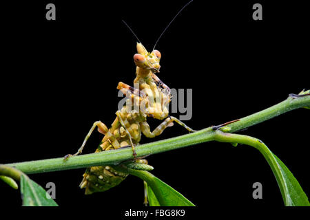 Praying mantis (Callibia diana) with green markings for camouflage, Amazon rainforest, Yasuni ...
