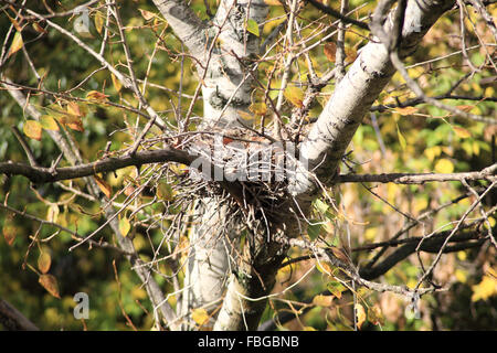 convolute nest on tree Stock Photo - Alamy