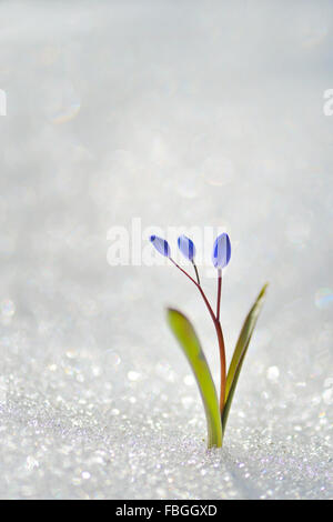 spring flowers covered in snow Stock Photo - Alamy