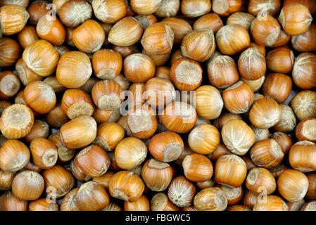 Whole Hazel nuts, also known as Cob nuts or Filberts Stock Photo - Alamy