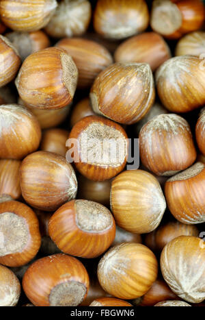 Whole Hazel nuts, also known as Cob nuts or Filberts Stock Photo - Alamy