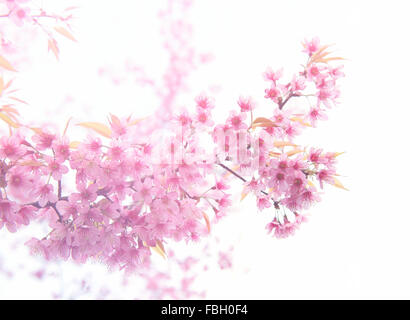 himalayan cherry tree pink bloom flower soft background Stock Photo - Alamy