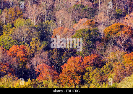 Fall trees in an Indiana forrest Stock Photo - Alamy