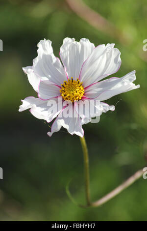 Cosmos flower Cosmos Bipinnatus with blurred background Stock Photo - Alamy