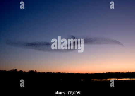 Murmuration of starlings at dusk, RSPB Reserve Minsmere, Suffolk ...