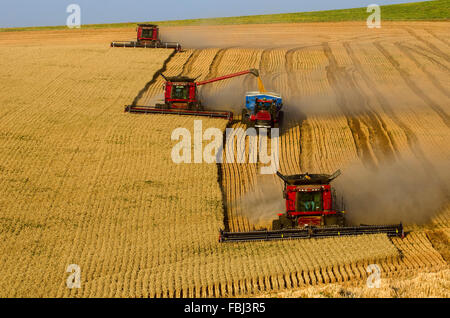 Case combines harvesting wheat and unloading on the go to grain carts ...