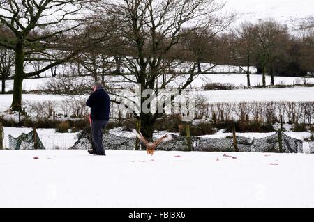 Red kite swooping for food Stock Photo - Alamy