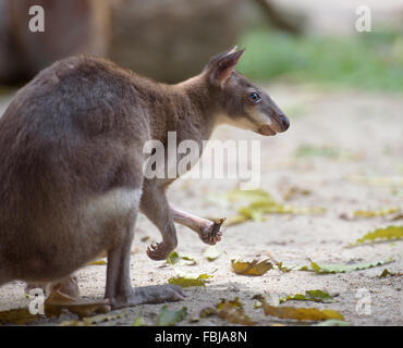 Kangaroo, side view Stock Photo - Alamy